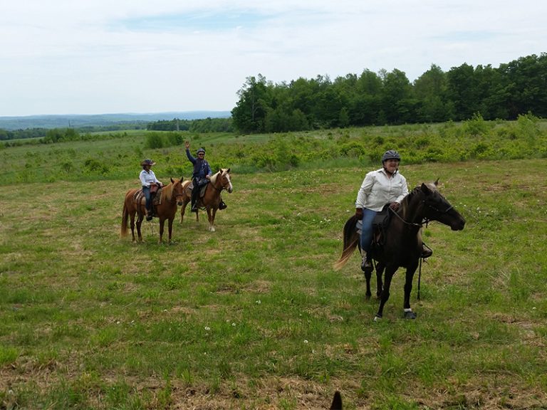 Peace Haven Farm, Classes And Educational Events, Horse Training And ...